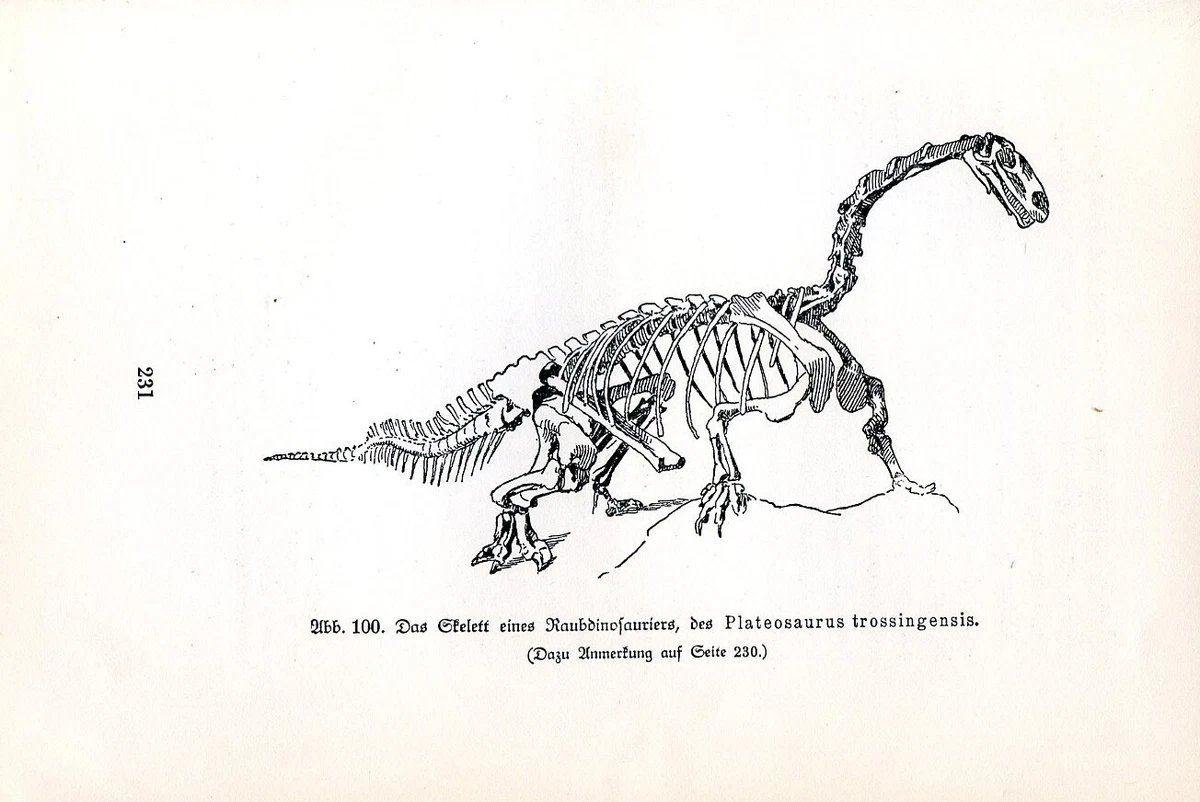 Plateosaurus Skeleton
