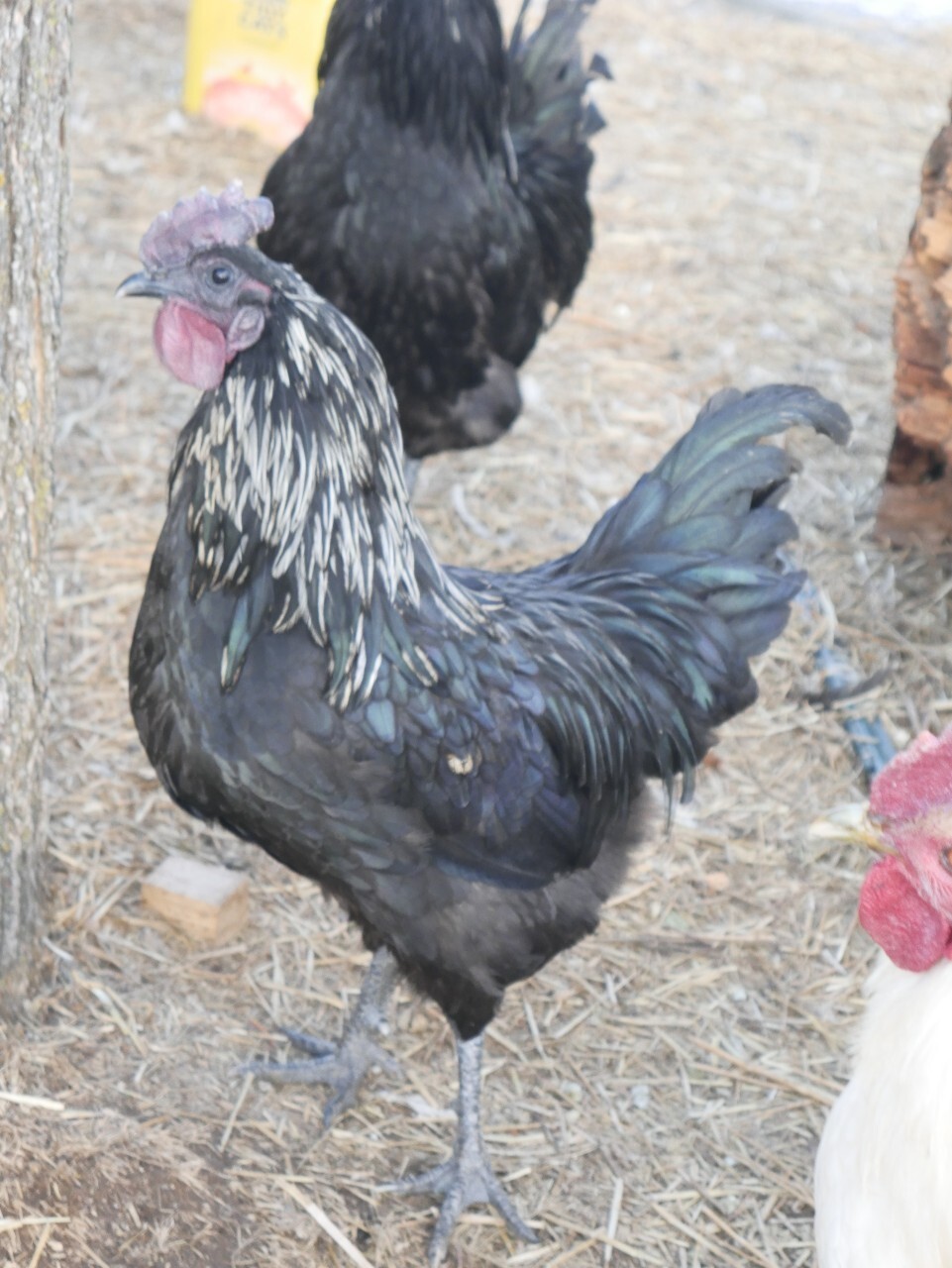 12+ black skinned chicken FIBRO - AYAM CEMANI mixed - Hatching Eggs | eBay