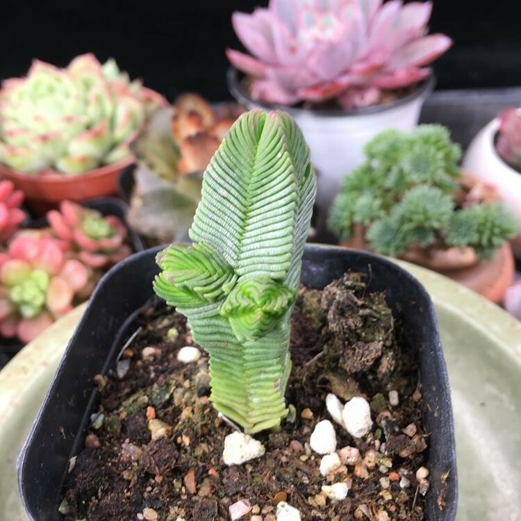 5CM Succulent Plant Crassula Quadrangularis Crassulaceae Home Garden ...