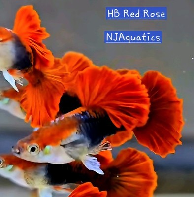 10 live guppy fry - HB Red Rose - Live Guppy fish usa seller. | eBay