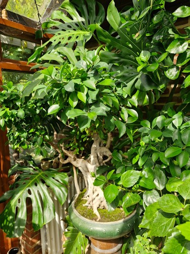 large ficus bonsai tree | eBay UK
