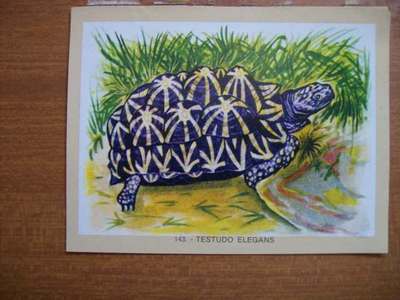 Figurine Naturama Lampo 1968 N°143 Testudo Elegans (X5-8) | eBay