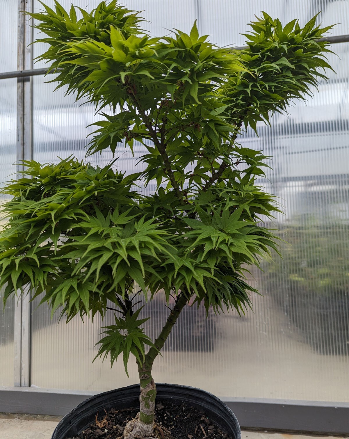 Acer palmatum 'Mayday' Japanese Maple. 3-Gallon specimen | eBay