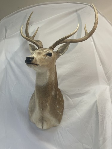 Exotic Axis Deer Head Shoulder Mount Taxidermy Whitetail Antler Mule ...
