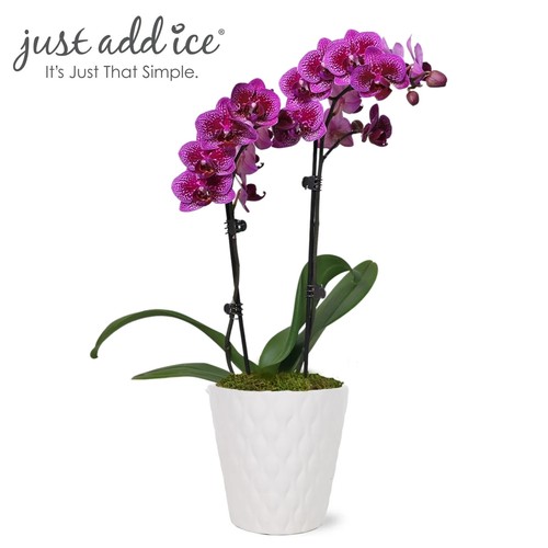 Just Add Ice 15-20" Purple Petite Orchid Live Plant in 3" White Ceramic ...