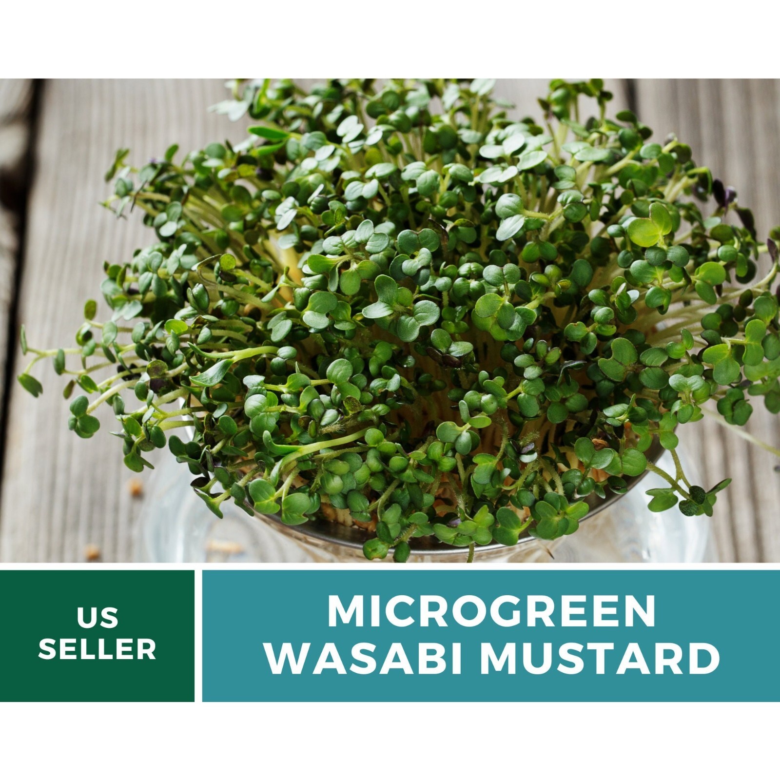 Microgreen, Wasabi Spicy Mustard seeds - Intense and Peppery Flavor - Resembles | eBay