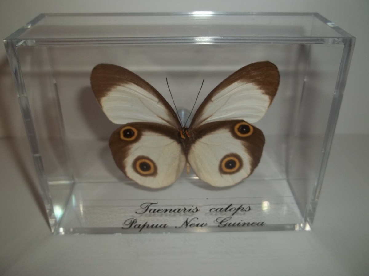 Nice Pictures Of Butterflies