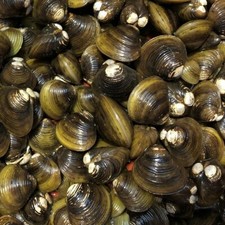 100 Live Freshwater Clams Clear Water Algae Control Koi Pond Aquarium ...