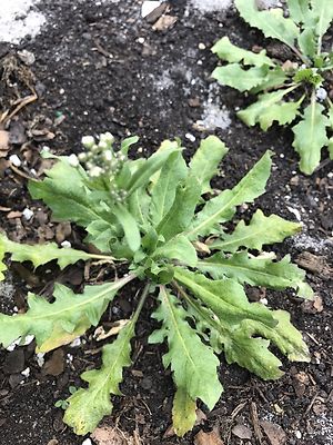 RARE Herb-vegetable Shepherd's Purse/ Naengi Seeds 30+ Capsella Bursa ...