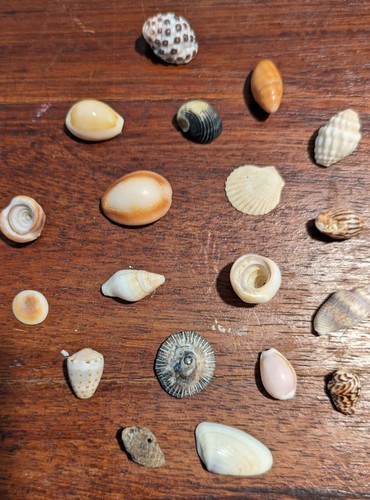 small lot of med sized HAWAIIAN sea shells MIXED | eBay