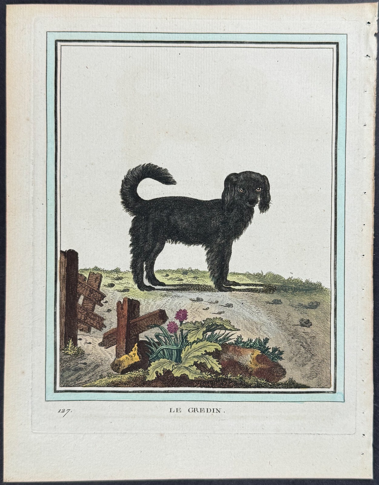 Buffon - Dog. 127 - 1750 Histoire naturelle Engraving | eBay