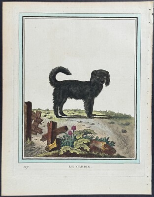 Buffon - Dog. 127 - 1750 Histoire naturelle Engraving | eBay