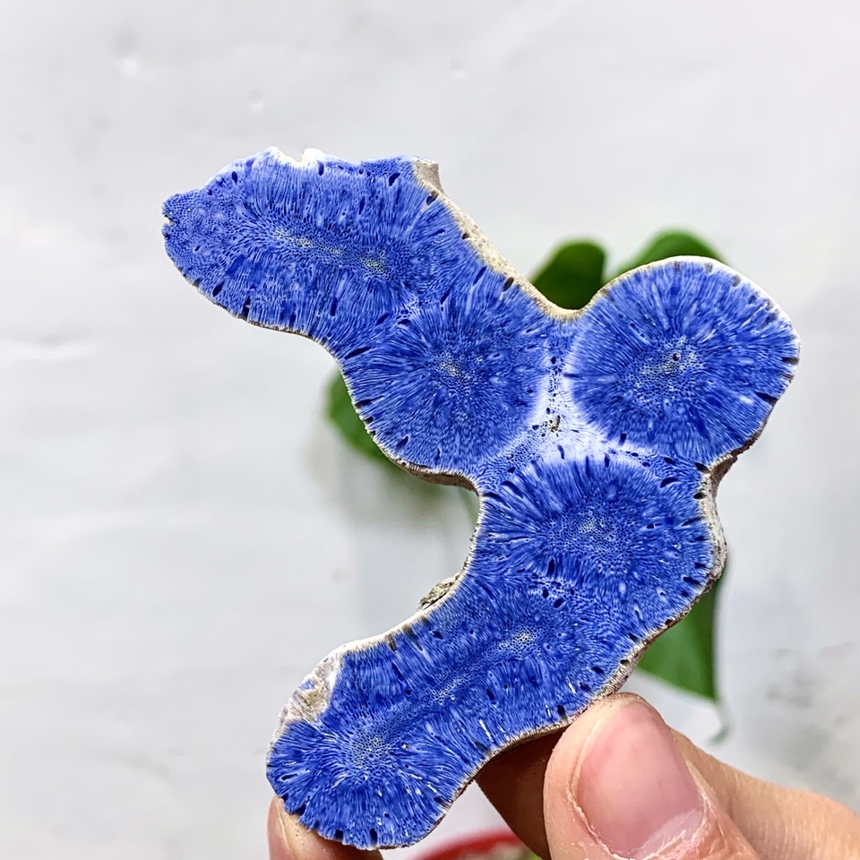 35G Natural Blue Coral Reef Cluster Marine Mineral Crystal Specimen | eBay