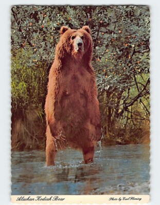Postcard Kodiak bear At Alaska | eBay