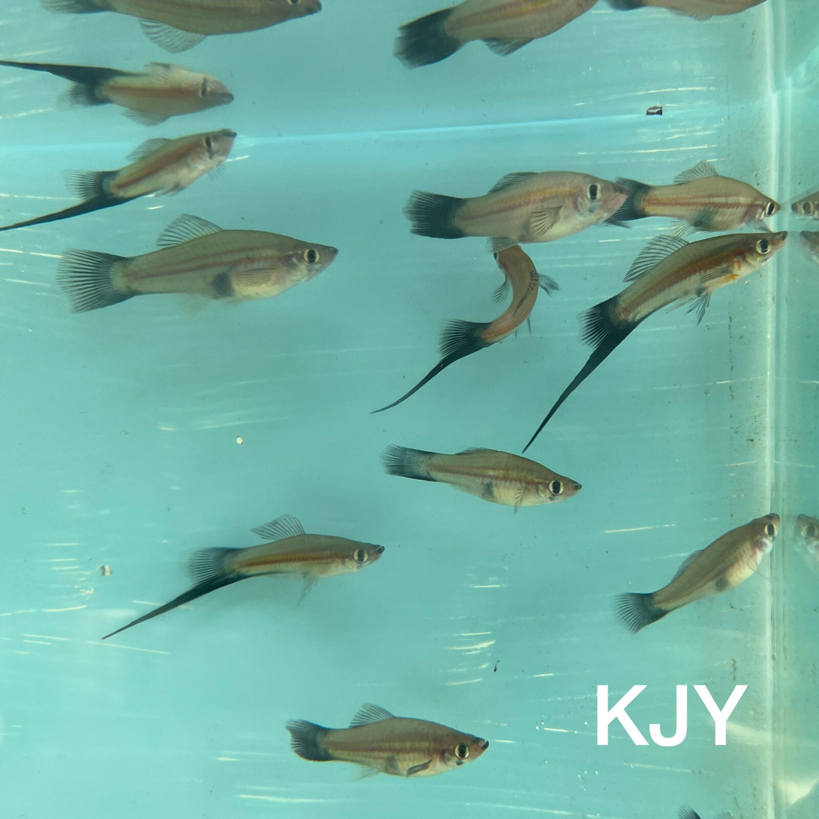 Green Wag Swordtail Trio (Two Females and One Male) | eBay