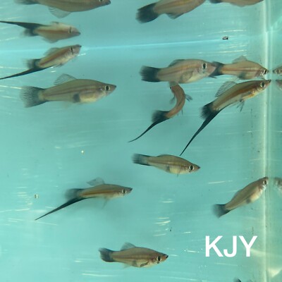 Green Wag Swordtail Trio (Two Females and One Male) | eBay