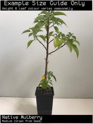 Native Mulberry (Pipturus argenteus) Fruit Tree Plant | eBay Australia