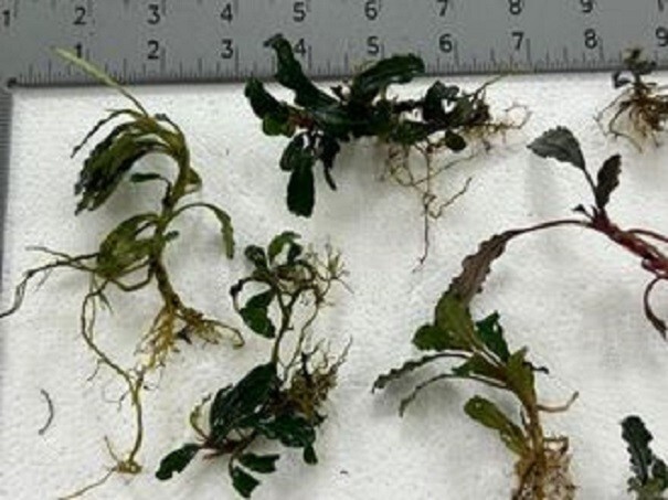 Buce 50 + assorted Rhizomes Unlabeled. Rare Aquarium/Paludarium ...
