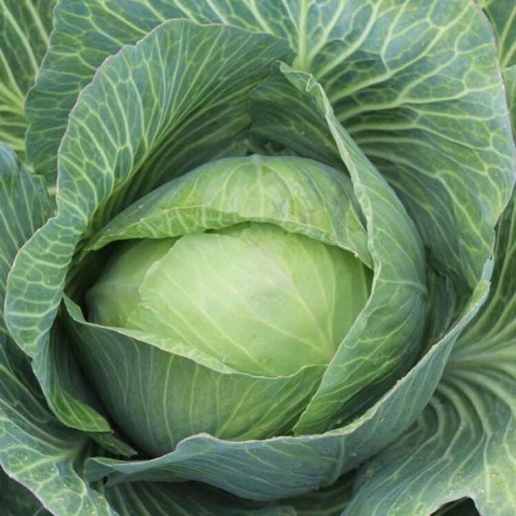 Cabbage seeds, 300 Dietmarscher Fruer Cabbage , organic seeds #162 ...