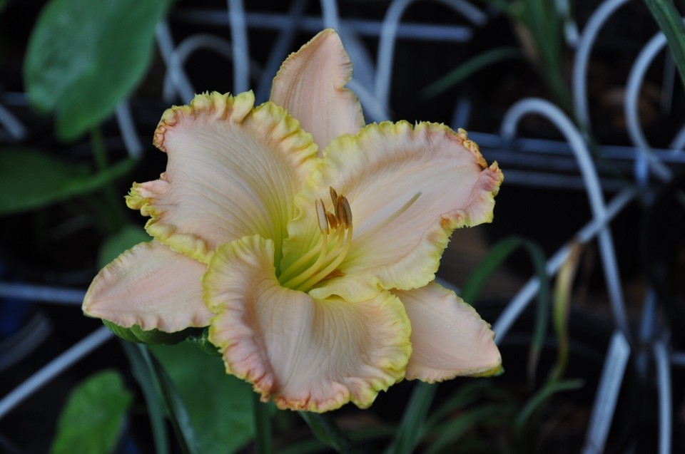 LOST TAG SALE!!-3 Fans/Plants of the Following Daylilies - Please See ...