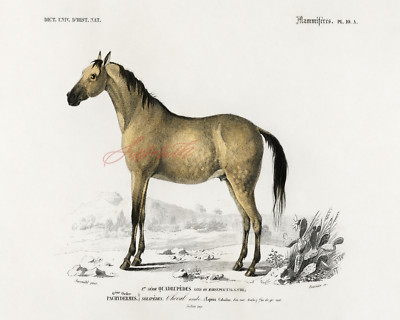 HORSE Vintage High Res 8 x 10 Giclee Print | eBay