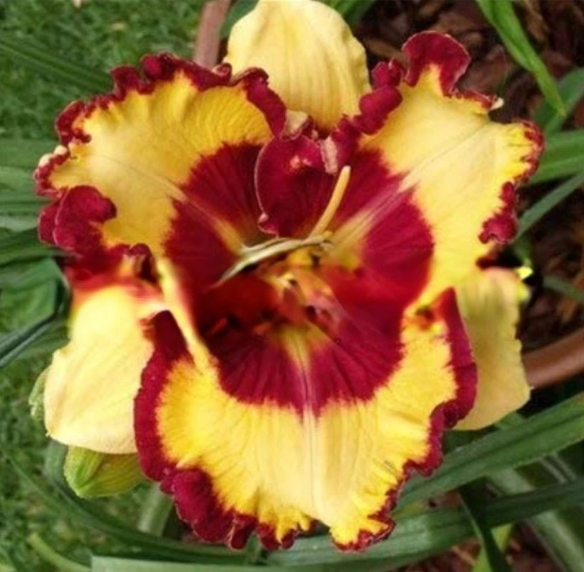 Rare Daylilies