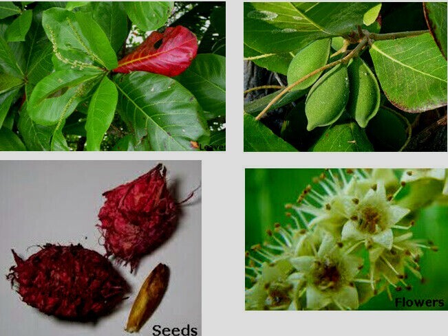 Leaves Catappa Dried Kottamba Ceylon Terminalia Natural Kottan Almond ...