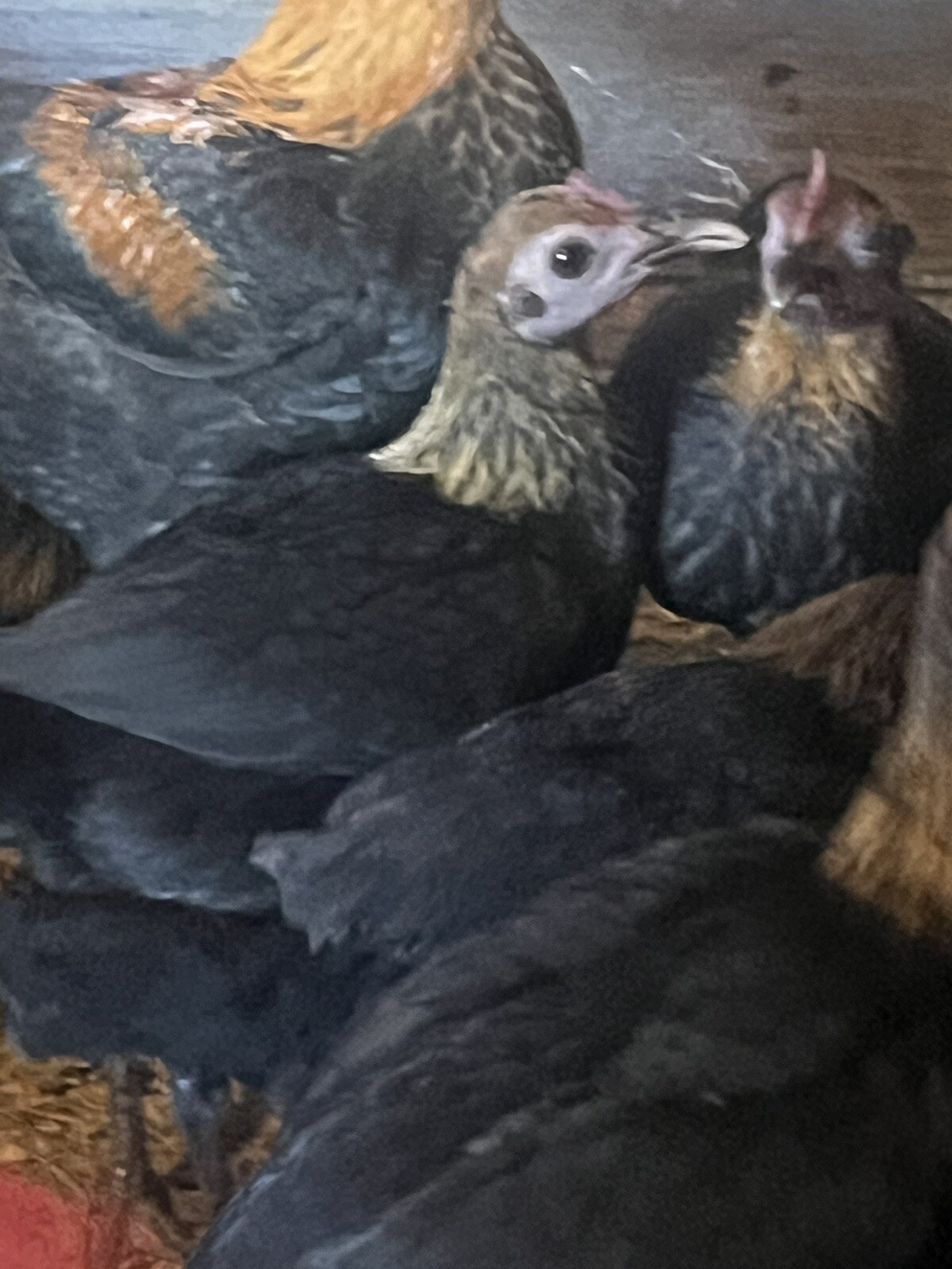 6 Fertile Brown Red Modern Game Hatching Eggs | eBay