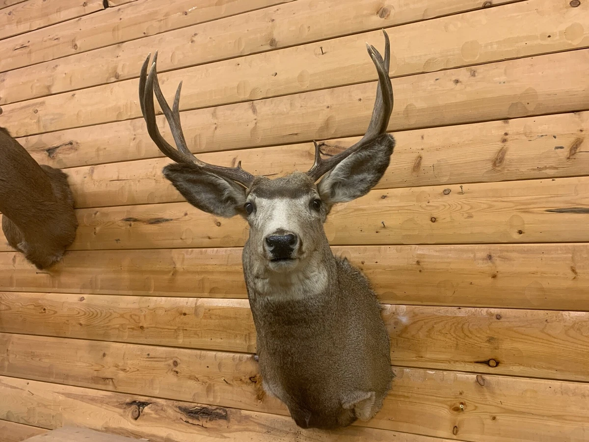 Cool Mule Deer Mounts