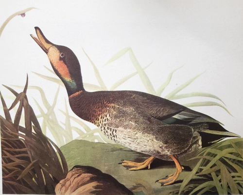 Bemaculated Duck 1942 Lithograph Book Print Audubon American Bittern | eBay