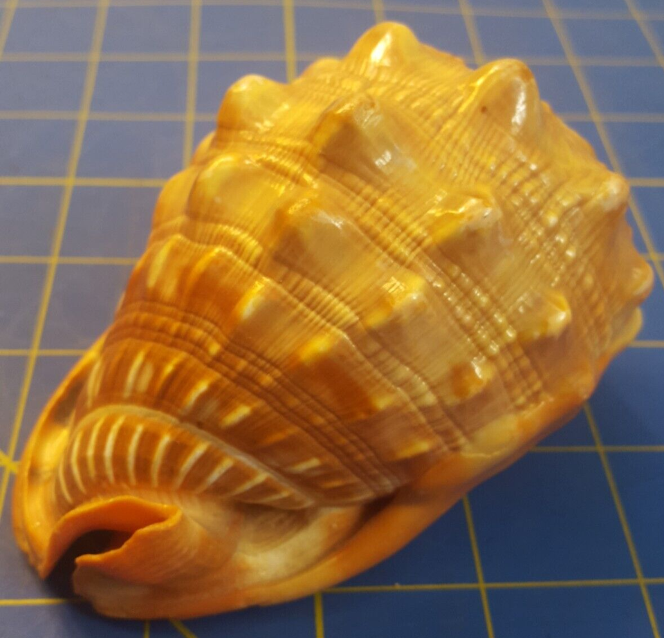 HORNED HELMET BULL MOUTH CONCH TIGER STRIPED SHELL SEASHELL | eBay