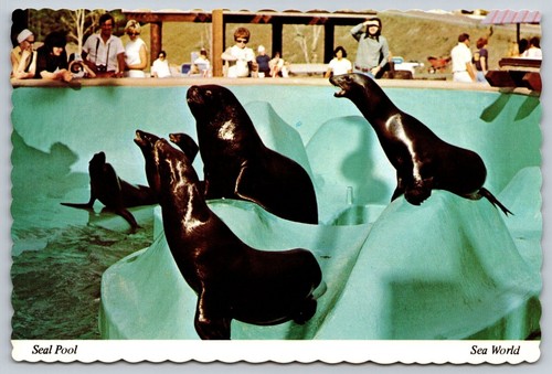 The Seal Pool, Sea World, Florida, Vintage Post Card | eBay