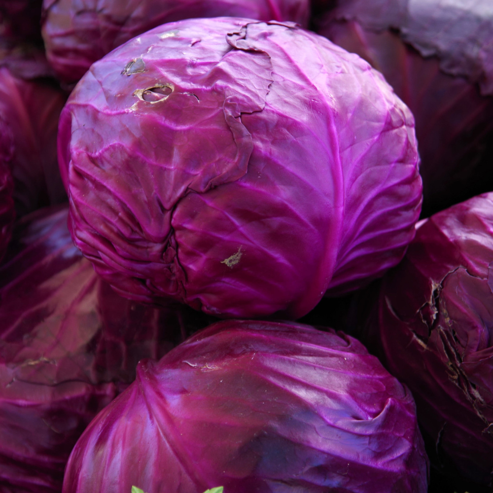 Red Acre Cabbage Seeds, Cabbage Seeds, Red Cabbage, Garden Seeds, 200 ...