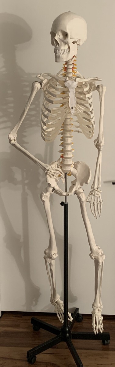 Real Full Skeleton