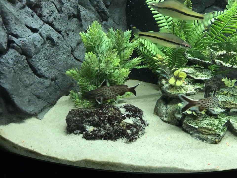 Juwel Trigon 190 Corner Fish Tank with Cabinet inc fish and Accessories ...