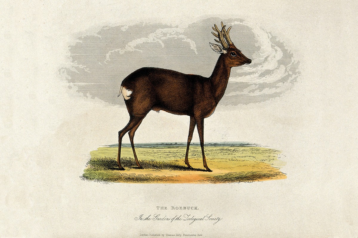 Deer Illustration Vintage