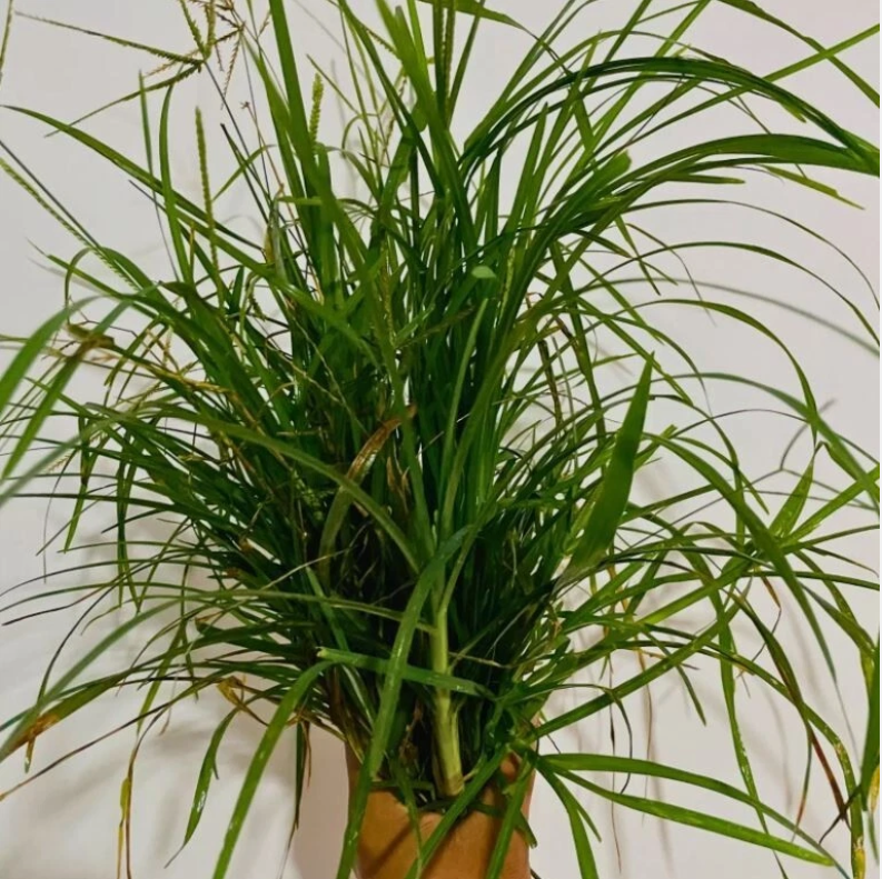 Ayurvedic Dried Paragis Leaves Eleusine Indica Goose Grass – Poaceae ...