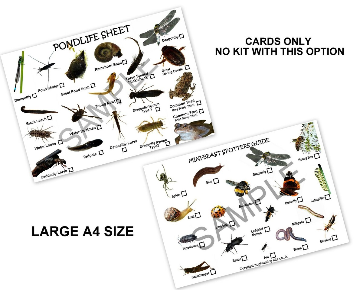 Pond Life Identification Chart