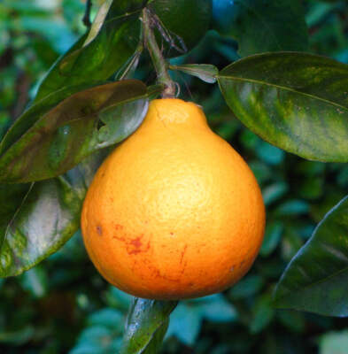 Citrus × tangelo MAPO - PLANTE D'AGRUMES RARE | eBay