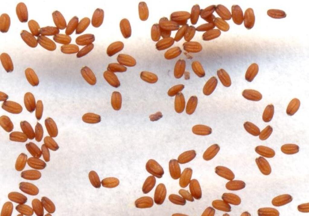 Shepherd S Purse (Capsella Bursa-Pastoris) 300+seeds | eBay