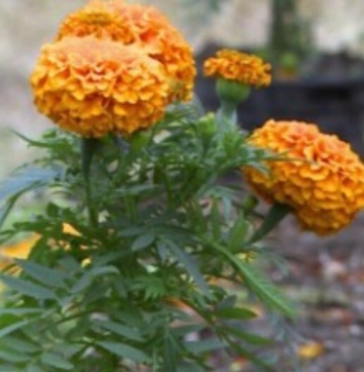 4" African Marigold 50++ Seeds (Tagetes erecta) Jumbo Mixed Orange ...