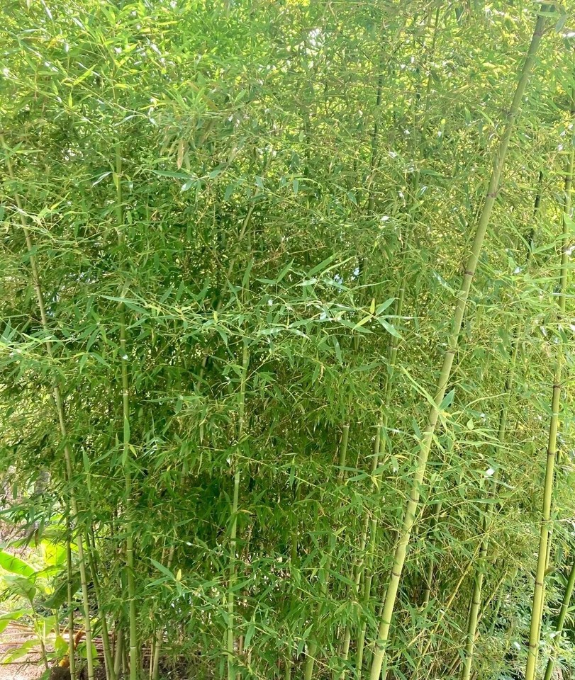 Live Phyllostachys vivax rhizomes x6 FREE SHIPPING (Chinese timber ...