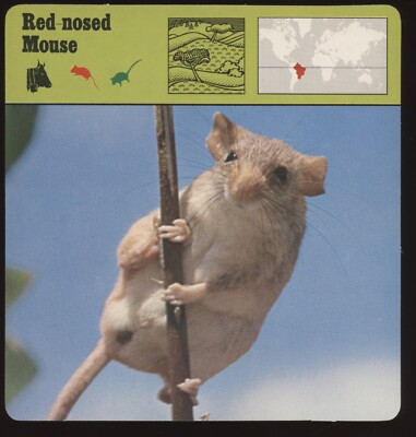 Red Nosed Mouse Safari Cards Rencontre Mammals | eBay
