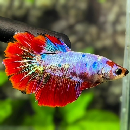 Live Betta Fish HALFMOON Female Grade Premium (AN) | eBay