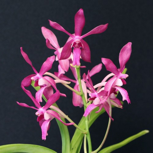 Darwinara Walnut Valley 'Raspberry Ripple' - RARE DWARF VANDA | eBay