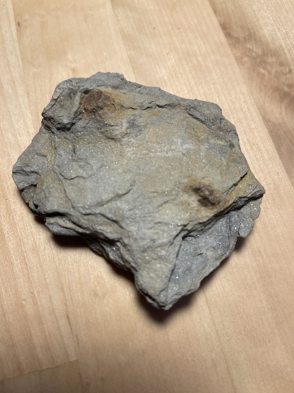 carboniferous fossils - Possible Fossilized Seeds - Set of 3 | eBay