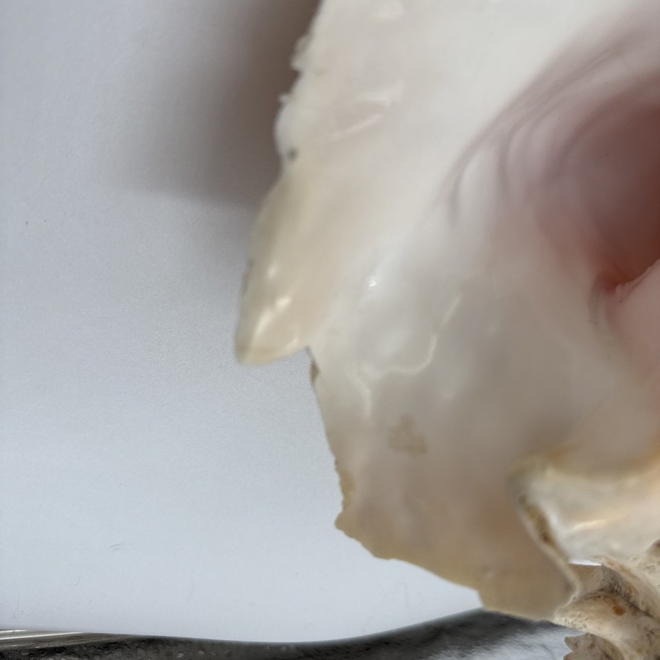 Natural Queen Conch Shell 10" Long Extra Large Pink Rare Find Beautiful ...