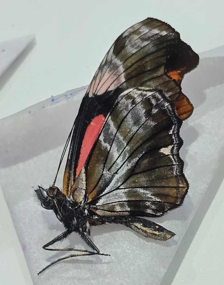 1726 Nymphalidae | eBay