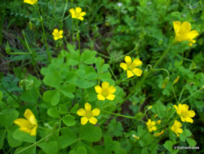 500+ Seeds Yellow Wood Sorrel (Oxalis stricta) Organic Lemon Clover ...