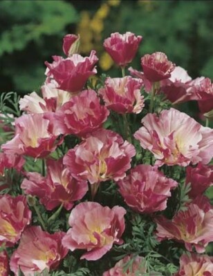 CALIFORNIAN POPPY-ESCHSCHOLZIA-FRILLY FUN APPLEBLOSSOM 25/50seeds NEW ...